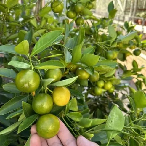 Best Fertilizer for Calamansi: How to Feed Your Tree for Juicy ...