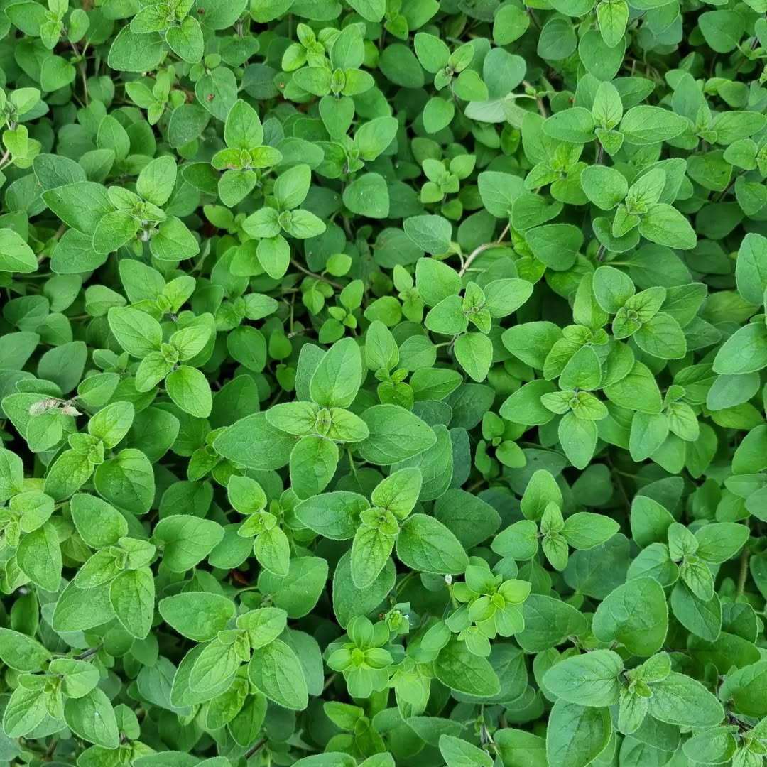 Best Fertiliser for Herbs 🌿: Complete Guide to Growth, Feeding & Yield ...