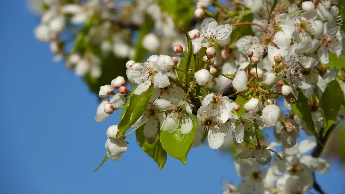 Best Fertilizer for Ornamental Pear Tree: Growth, Blooming & Seasonal ...