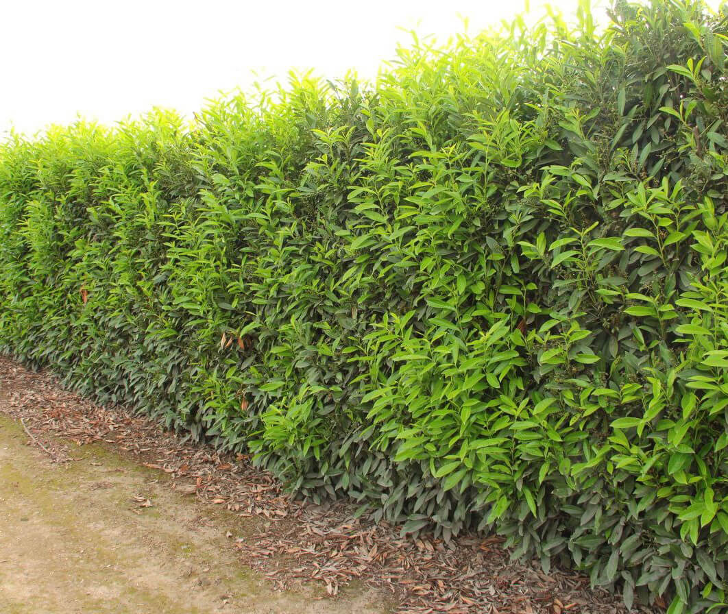 Best Fertiliser for Buxus Hedge in Australia | Feed English Box for ...