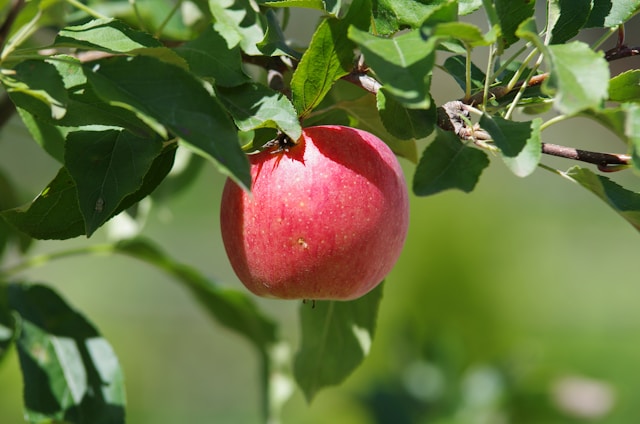 Best Fertiliser for Apple trees 🍎: Complete Guide to Growth, Feeding ...