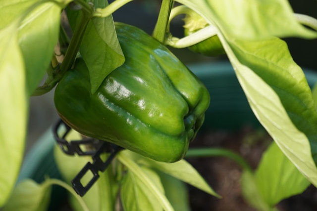 Growing Capsicum in Australia | How to Plant, Care & Feed Capsicum ...