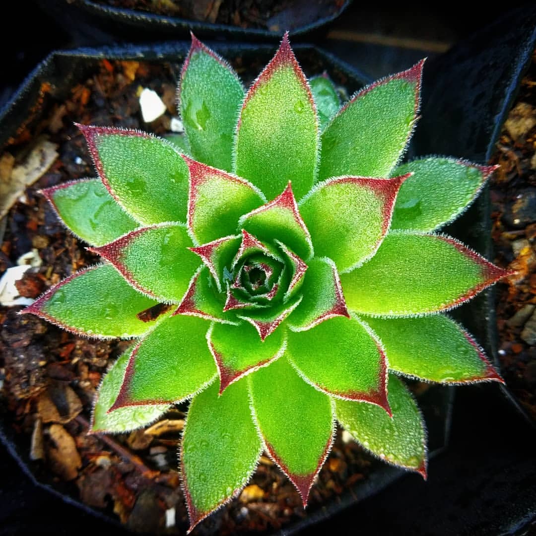Sempervivum tectorum (Houseleek) – Complete Care & Growing Guide ...