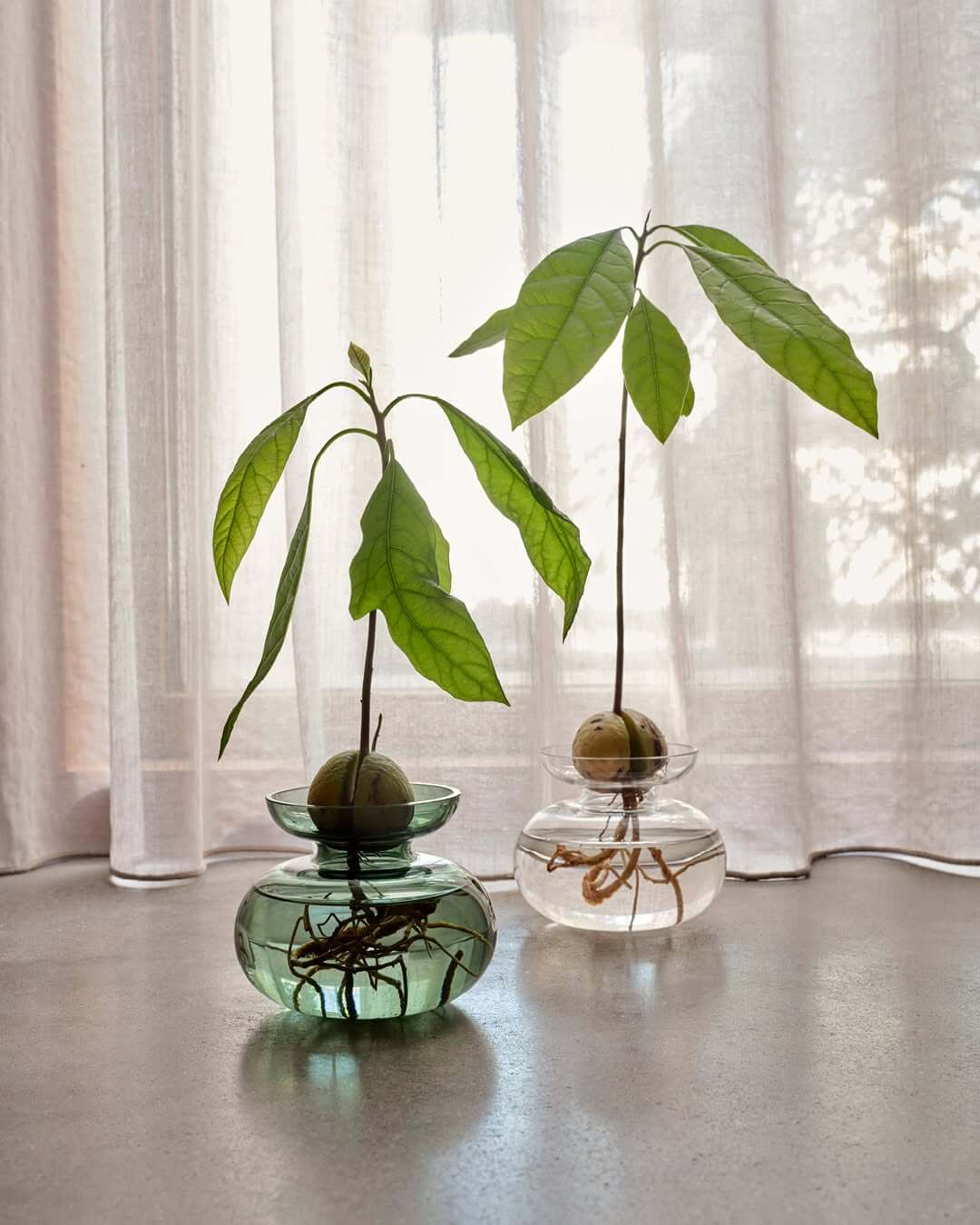 How Big Do Avocado Trees Grow? | Size, Growth & Care Guide - CompleteGrow