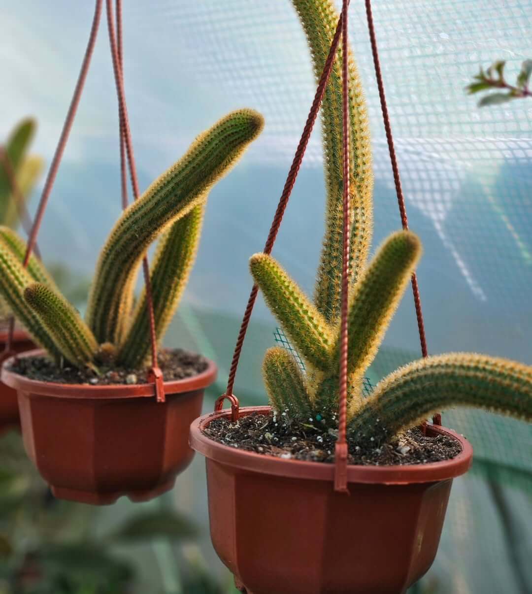 Rat Tail Cactus Care & Fertiliser Guide – Grow Aporocactus ...