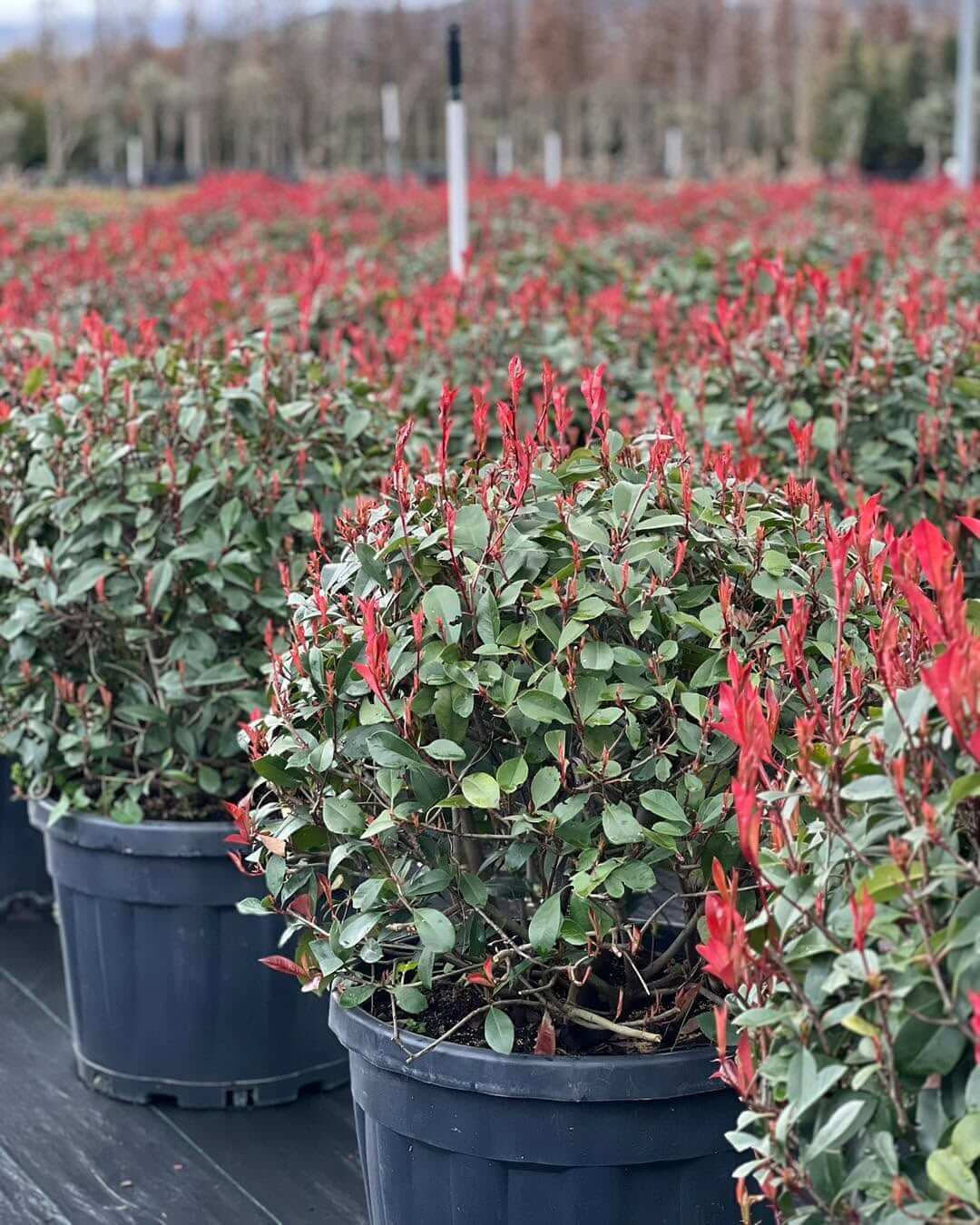 How to Plant a Photinia Hedge in Australia (Soil, Spacing & Fertiliser ...