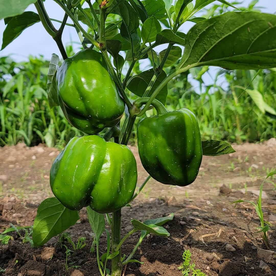 When to Grow Capsicum in Australia | Seasonal Planting & Feeding Guide ...