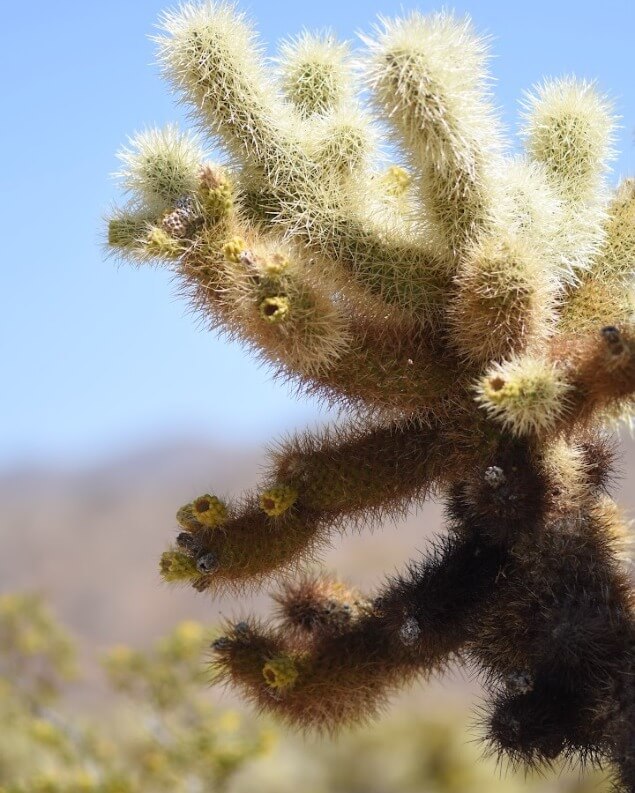 How to Grow Jumping Cholla Cactus in Australia – Care & Fertiliser ...